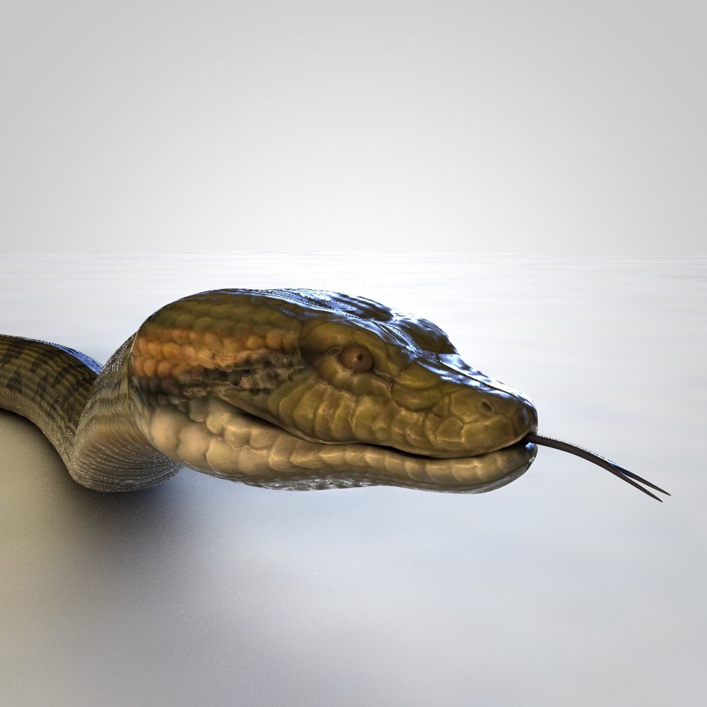 Anaconda snake (Animated, Rigged) 3D model 3D Model - 3DHunt.co