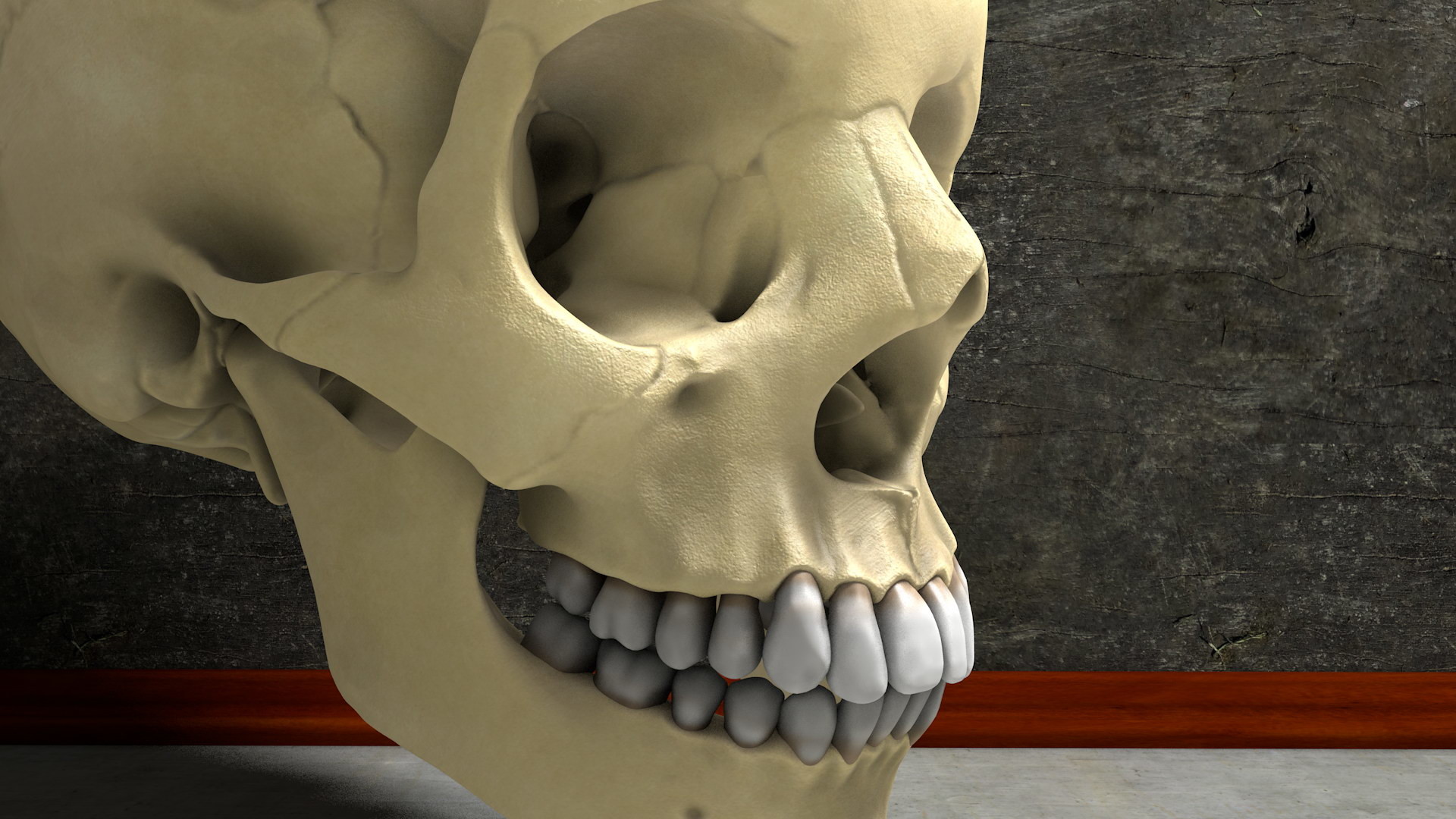 Human Skull Bones Anatomy simple 3D Model - 3DHunt.co