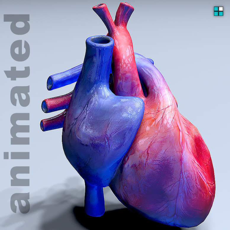 Heart Realistic Animated 3D 3D Model - 3DHunt.co