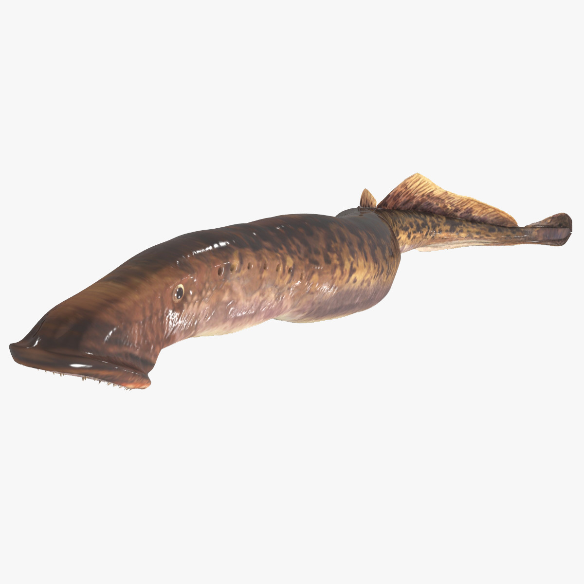 Sea Lamprey model 3D Model - 3DHunt.co