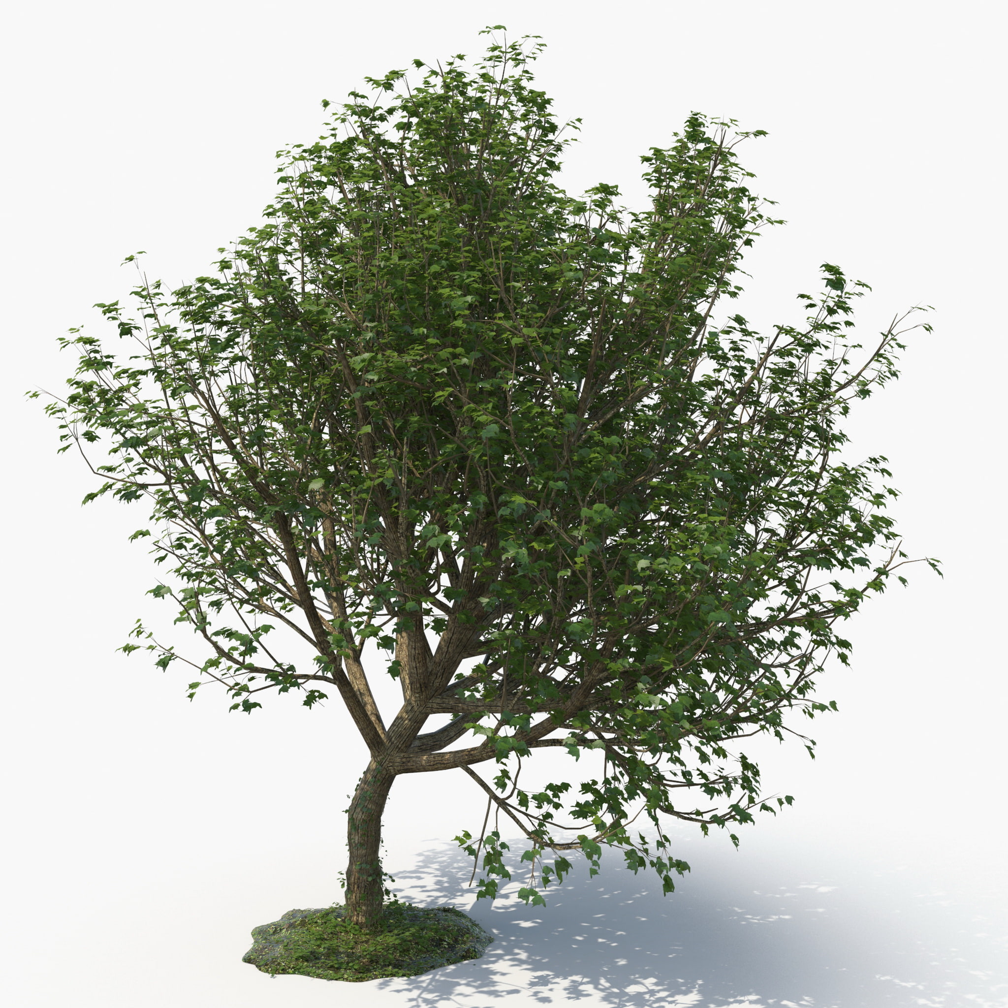 3D Tree model 3D Model - 3DHunt.co
