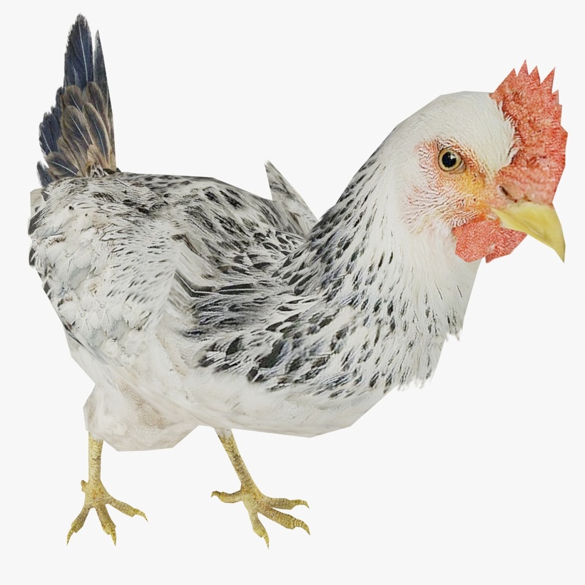 Chicken Animated 3D Model - 3DHunt.co